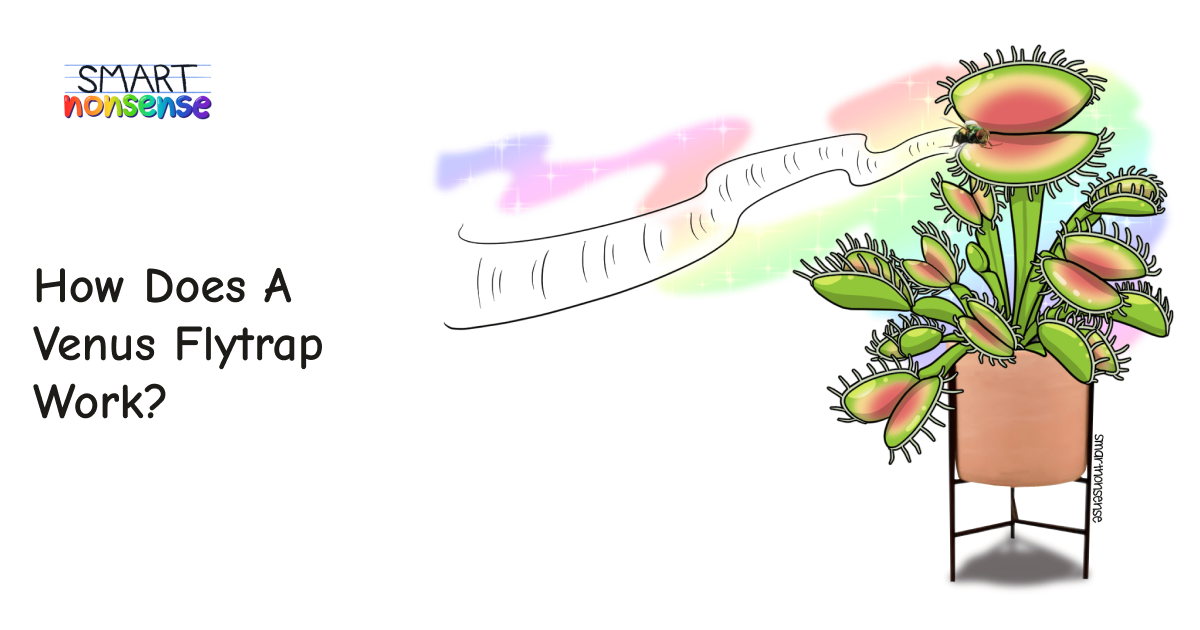 How Does A Venus Flytrap Work?